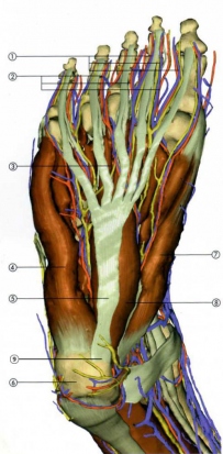 Fájdalom A Sarok Alatt